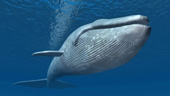 Impactante Encuentro con una Ballena en Portsmouth, New Hampshire ...
